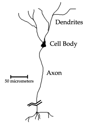 Pyramidalcell Mindjava